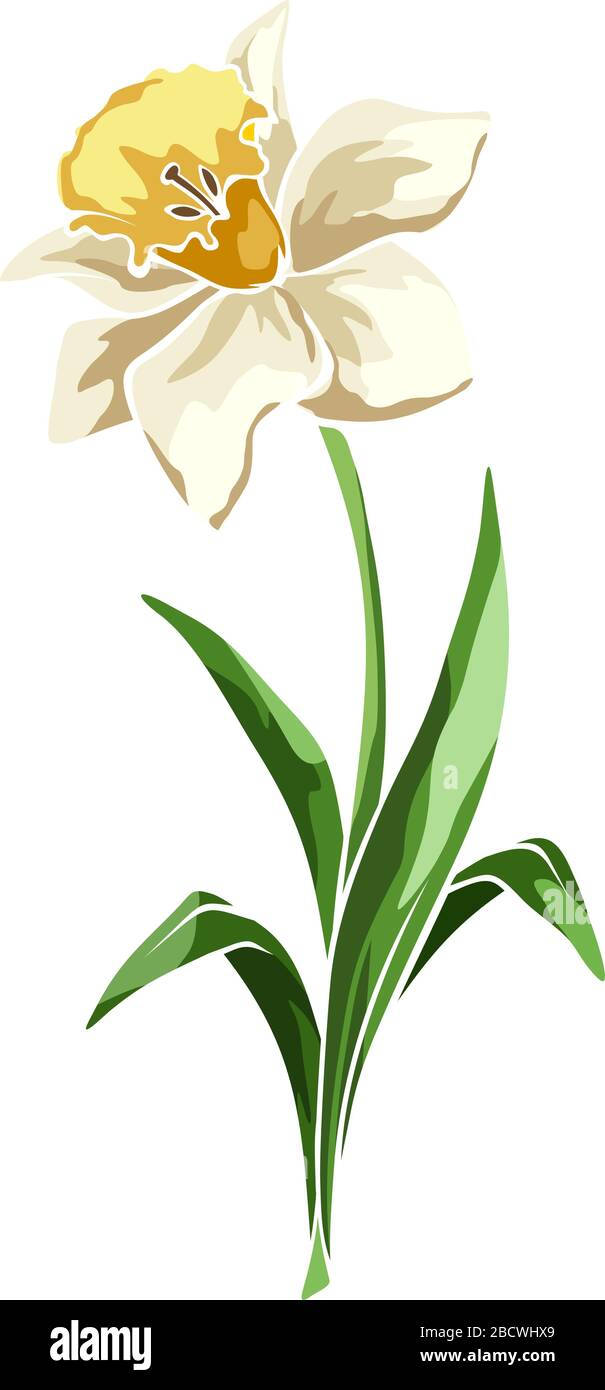 Narcissus flower on white Stock Vector Images - Alamy