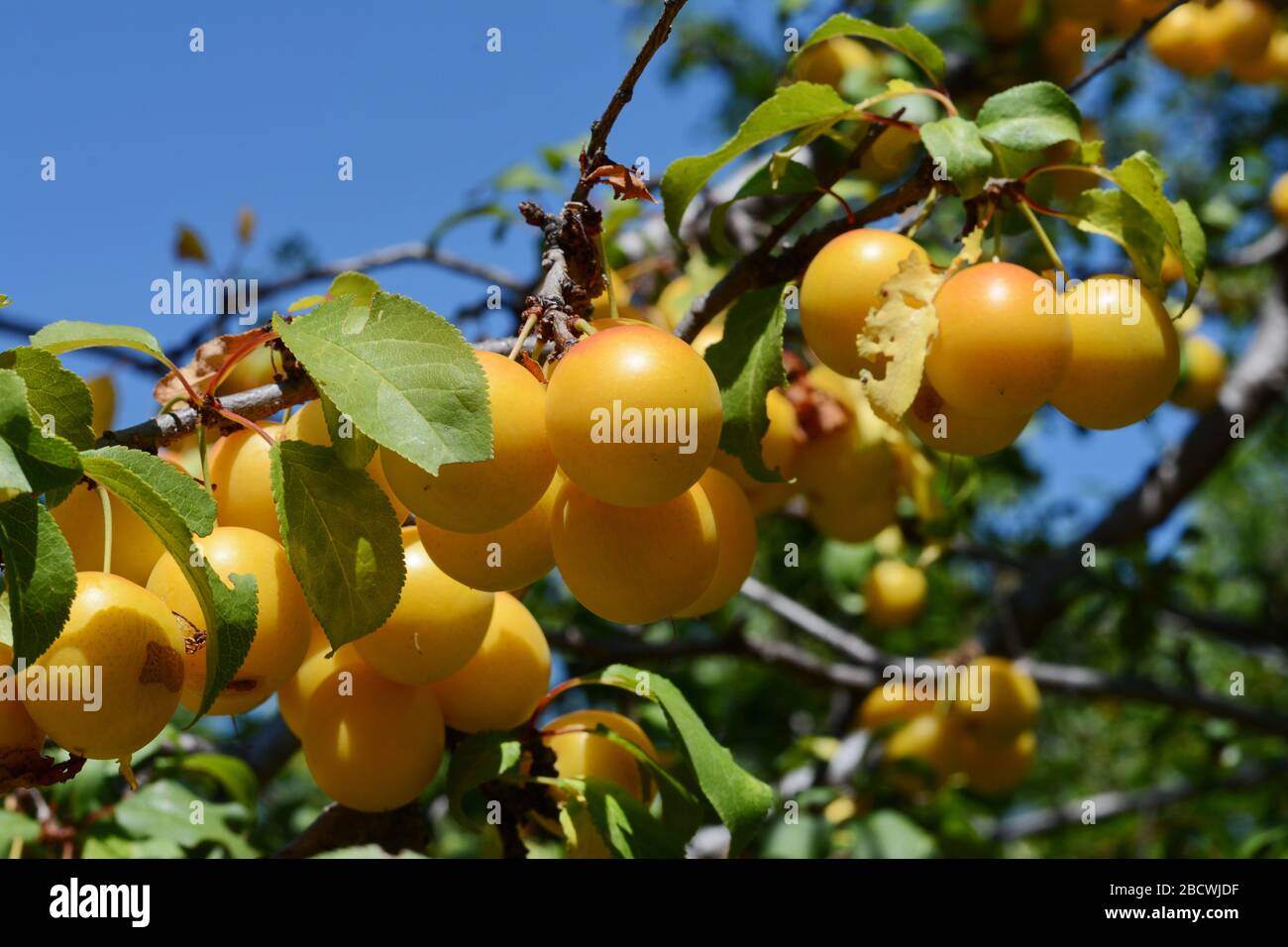 Yellow fresh Wild Plum, season Stock Photo - Alamy