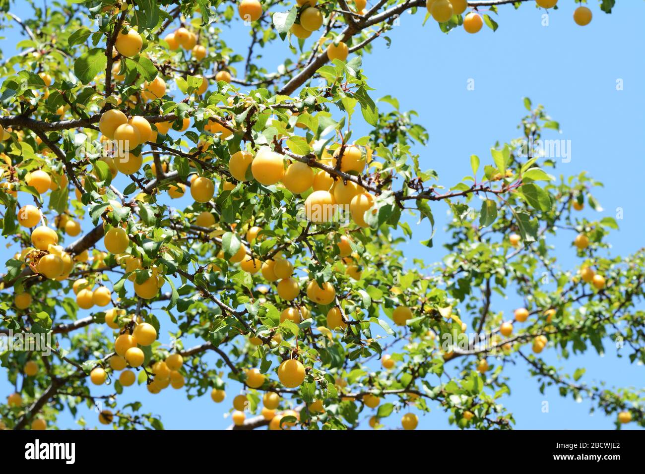 Yellow fresh Wild Plum, season Stock Photo - Alamy