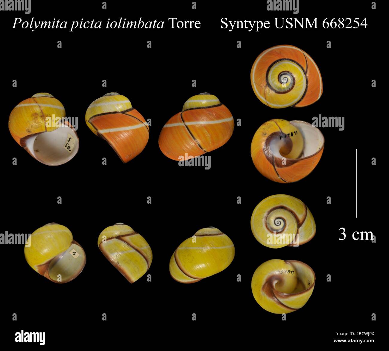 Polymita picta iolimbata hi-res stock photography and images - Alamy