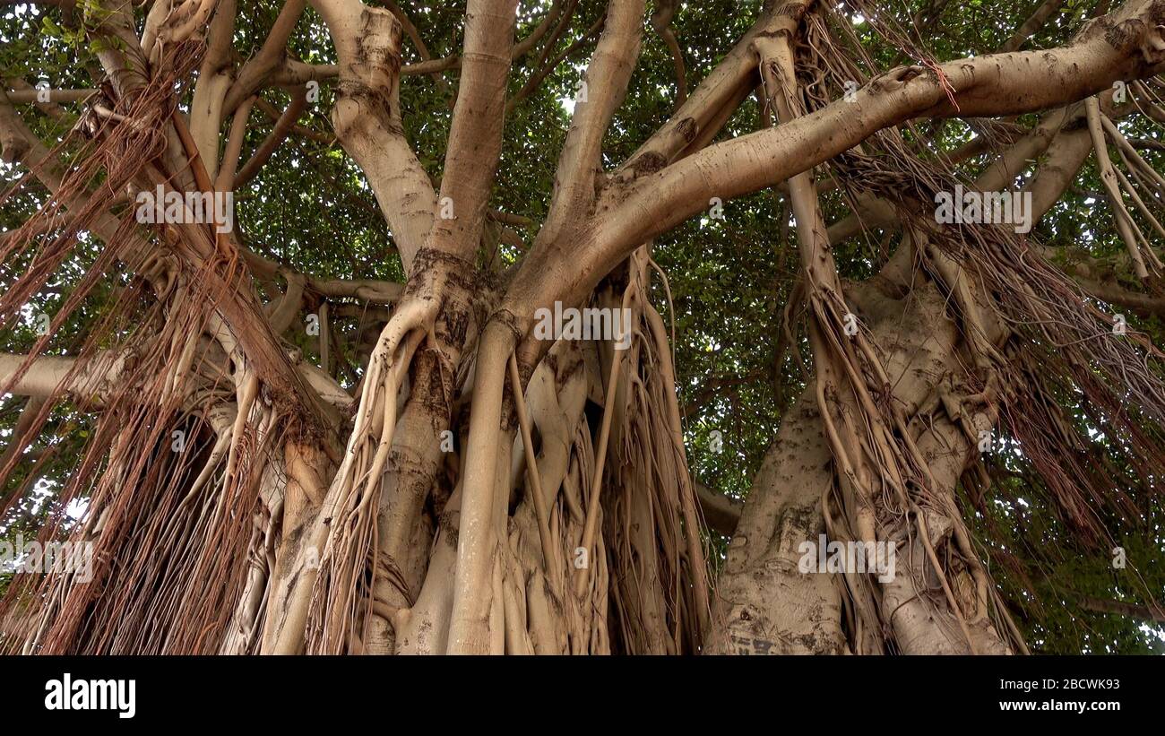 Famous Banyan tree at Miami Bayside - MIAMI, USA APRIL 10, 2016 Stock ...