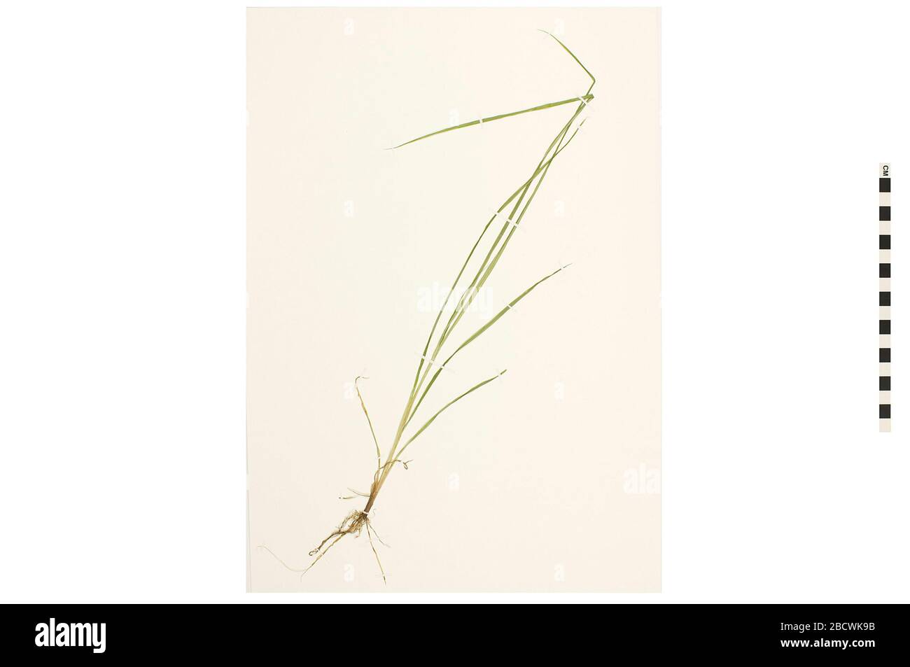 Sedgegrass Cyperaceae