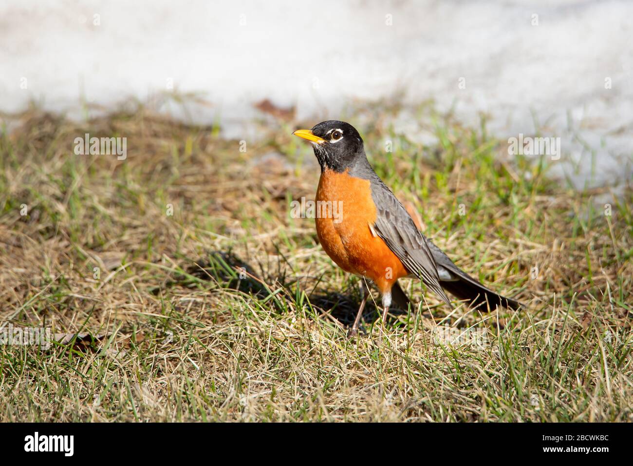 American Robin Cute Bird High Resolution Stock Photography and Images ...