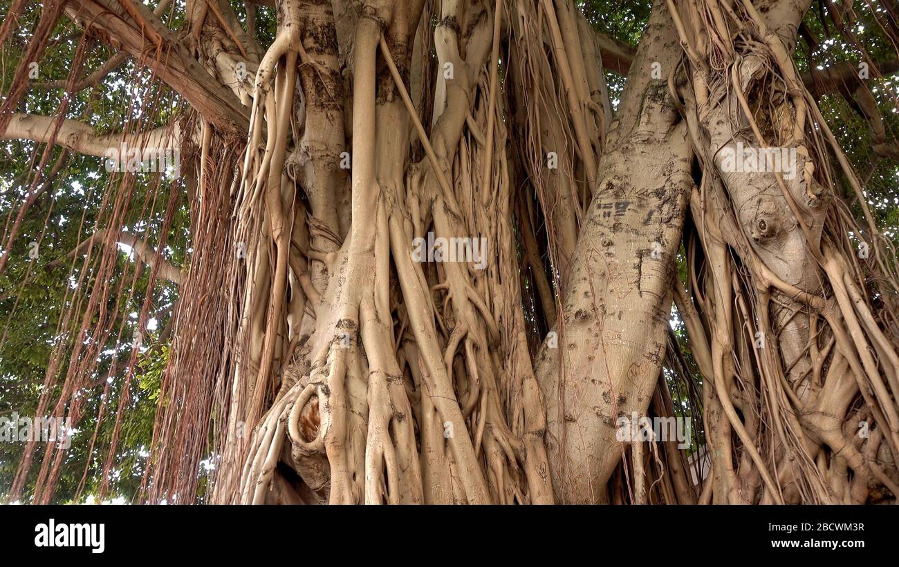 Famous Banyan tree at Miami Bayside - MIAMI, USA APRIL 10, 2016 Stock ...