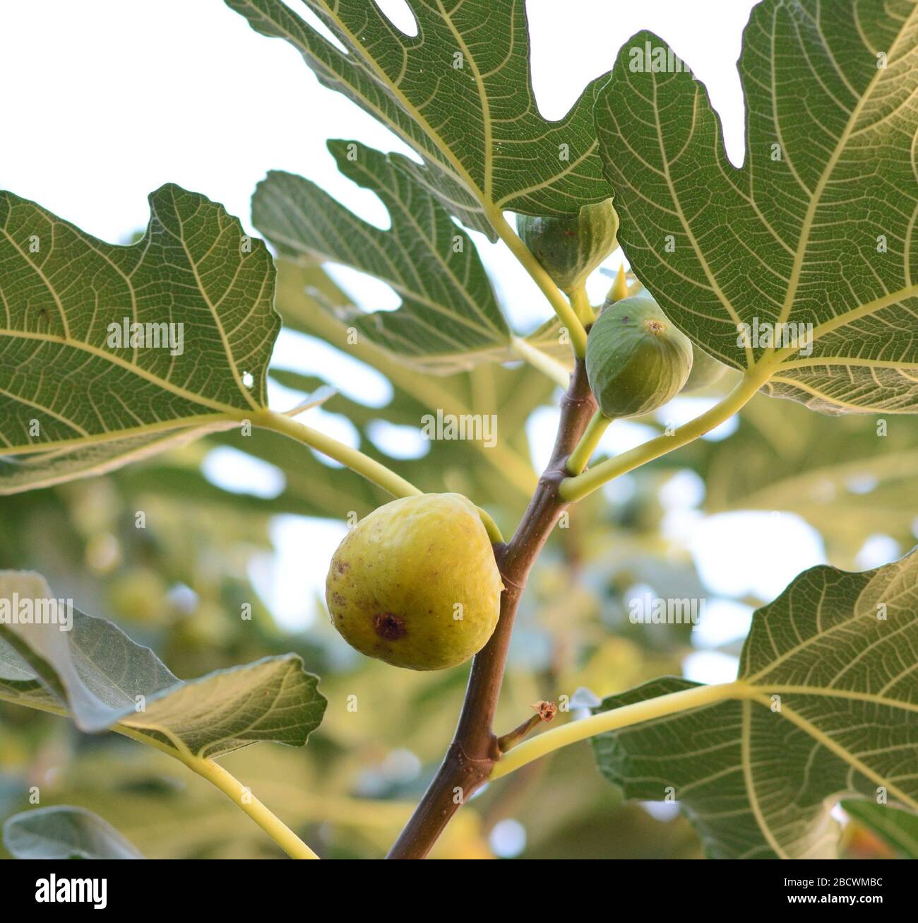 Figs on the branch of a fig tree Stock Photo - Alamy