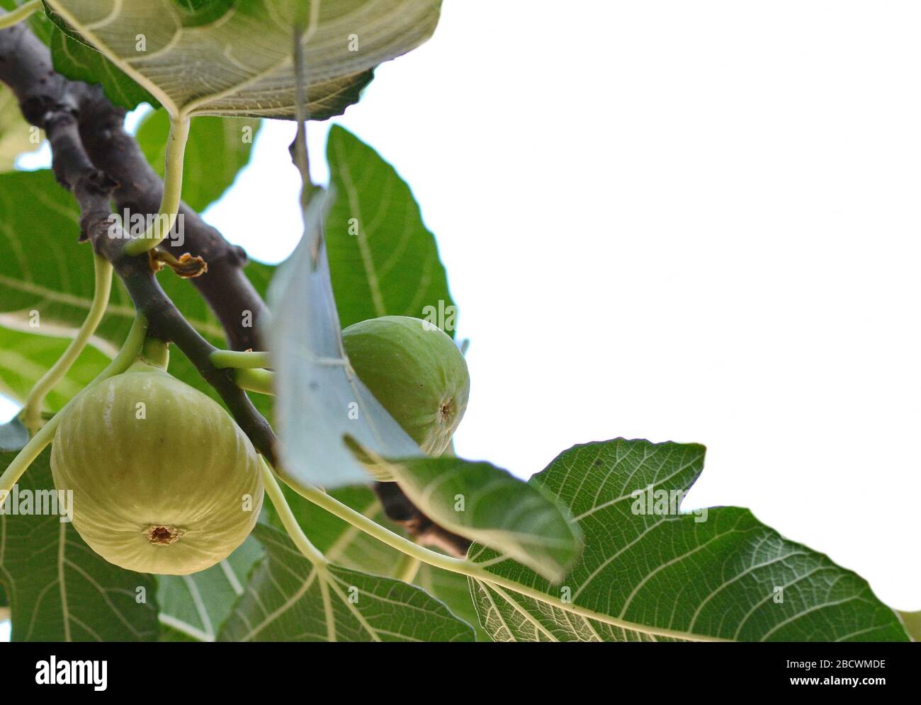 Figs on the branch of a fig tree Stock Photo - Alamy