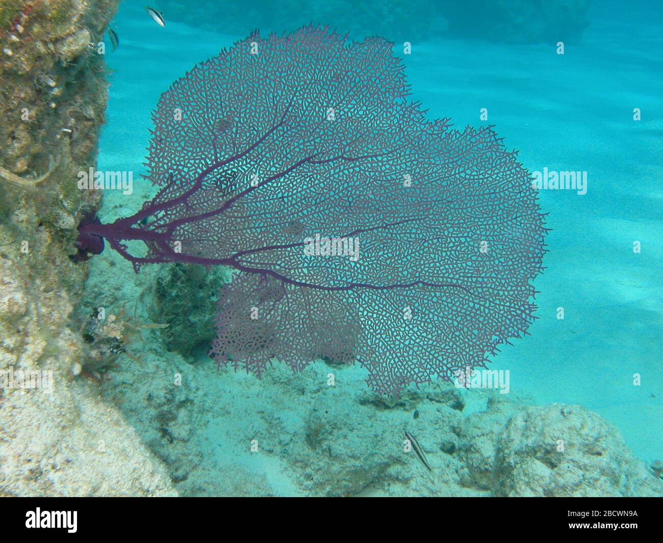 Gorgonia sp hi-res stock photography and images - Alamy