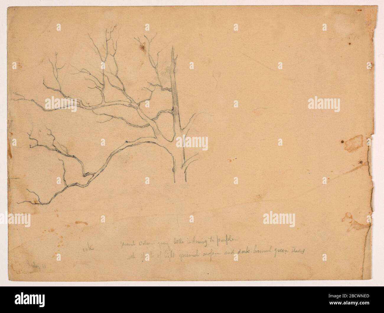 Study of a Dead Oak Tree. Research in ProgressStudy of the branches of ...