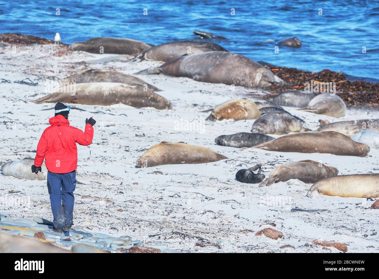 Conservation Of Seals High Resolution Stock Photography and Images - Alamy