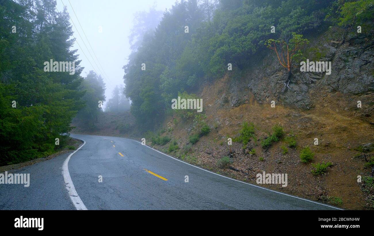 Lonesome road in the mist leading through the Redwoods National Park ...