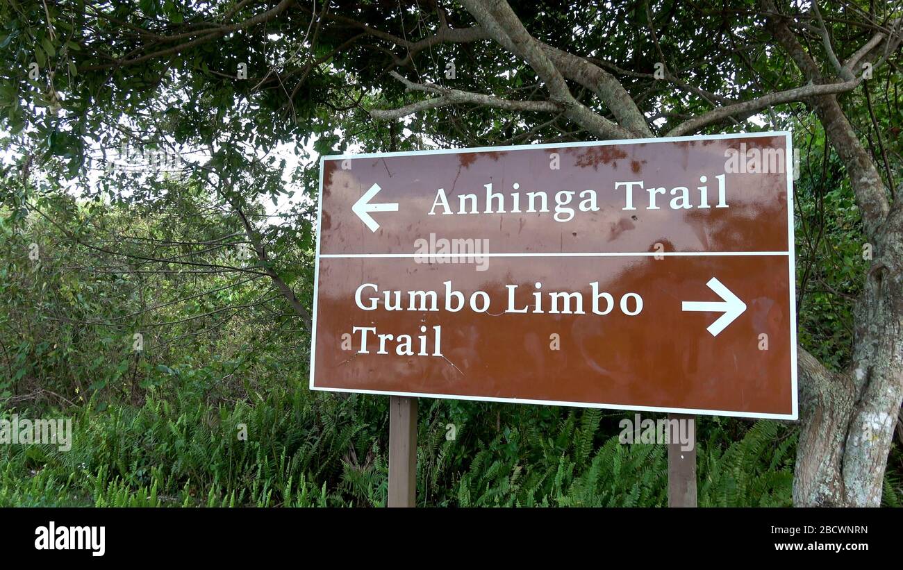 Everglades gumbo limbo trail hi-res stock photography and images - Alamy