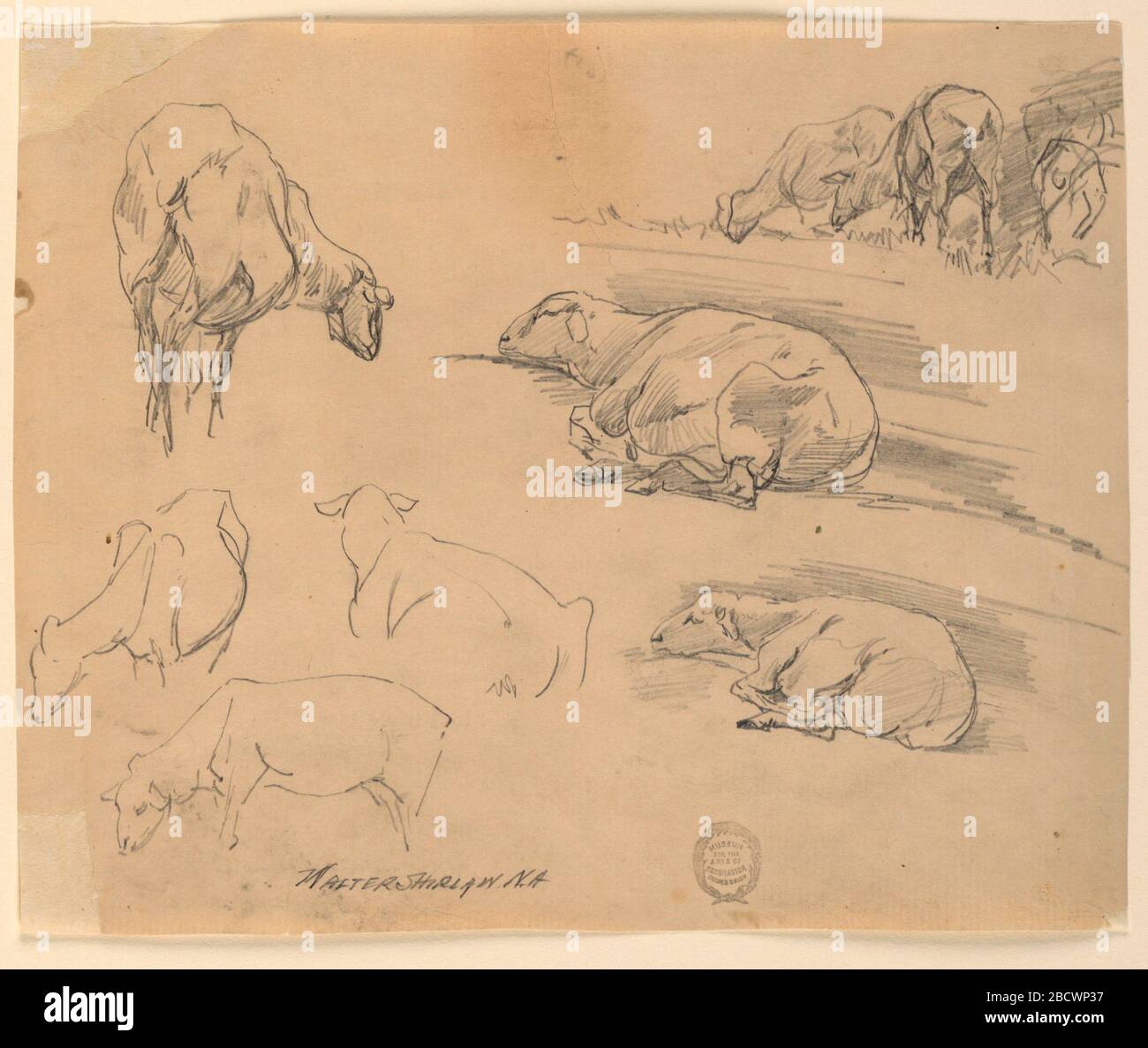 Sketches of Sheep. Research in ProgressEight animals are shown. Most ...
