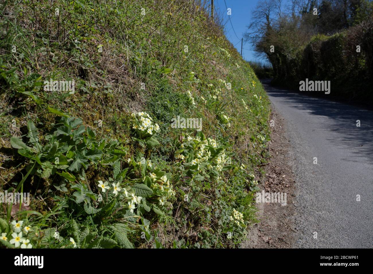Primrose, Primula Vulgaris, beautiful fragrant wild spring flower in ...