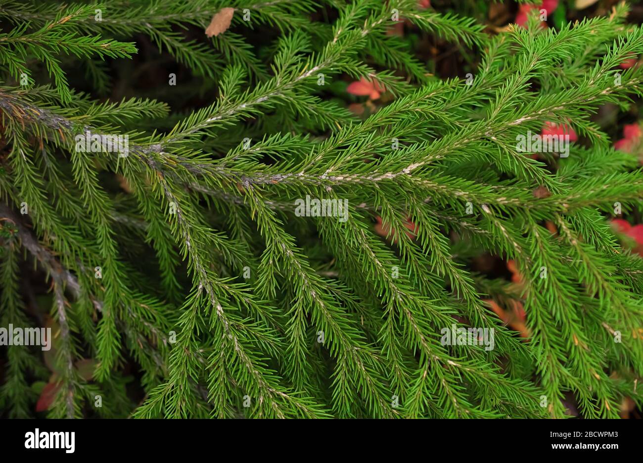 Green branches of an evergreen trees with needles hanging down flat lay ...