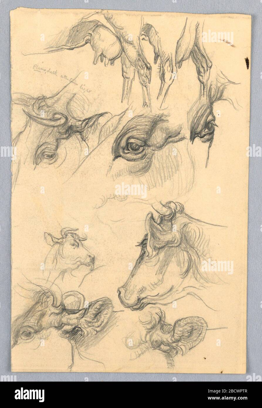 Studies of Cows. Research in ProgressStudies of the eyes, ears, and ...