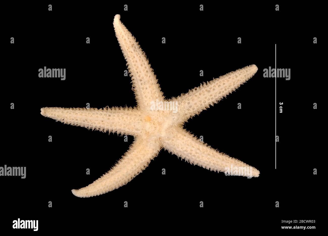 Myxoderma platyacanthum. 17 Sep 2018MMS 92-BSS-11 Myxoderma ...