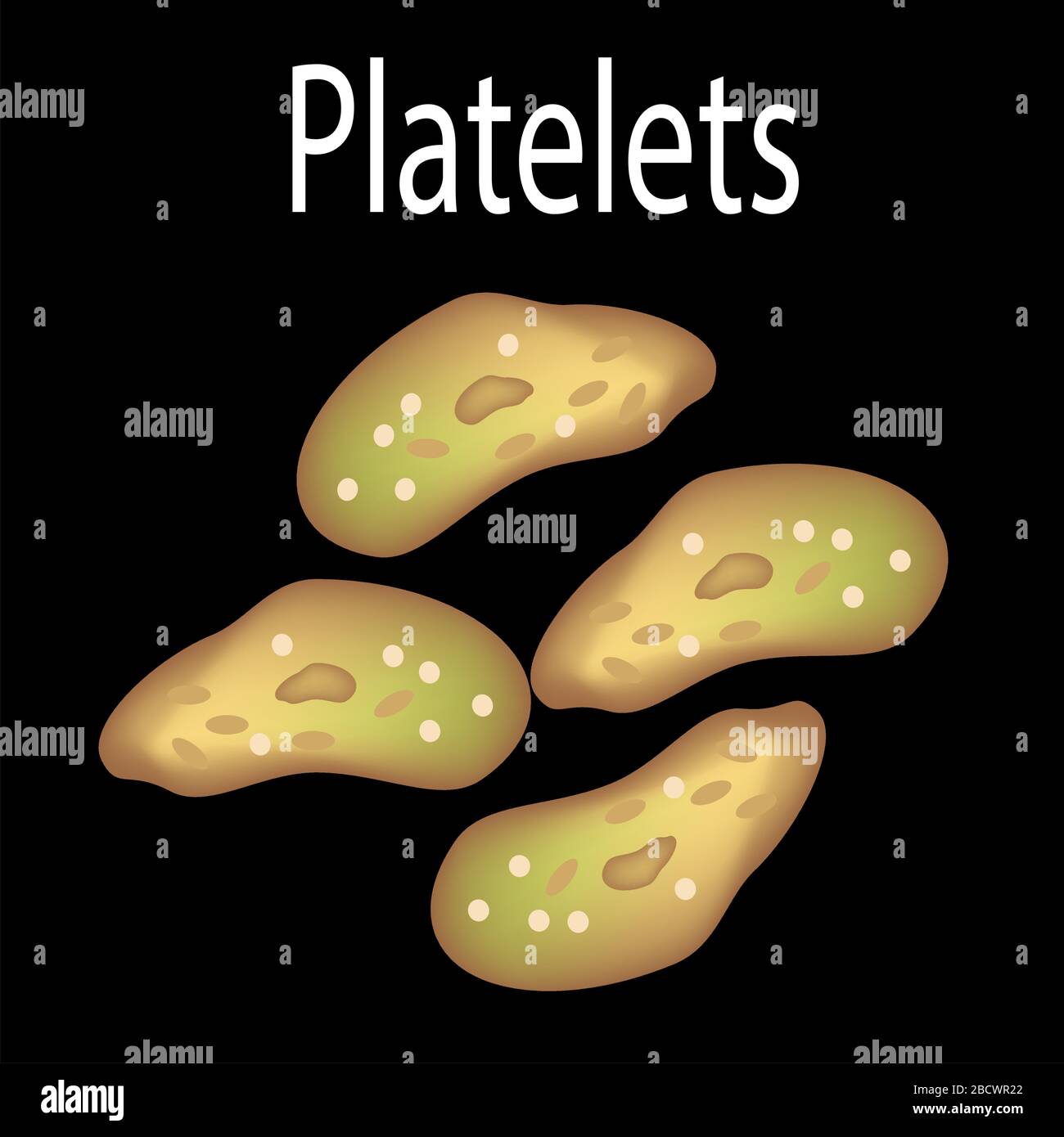 Platelet Cell Structure
