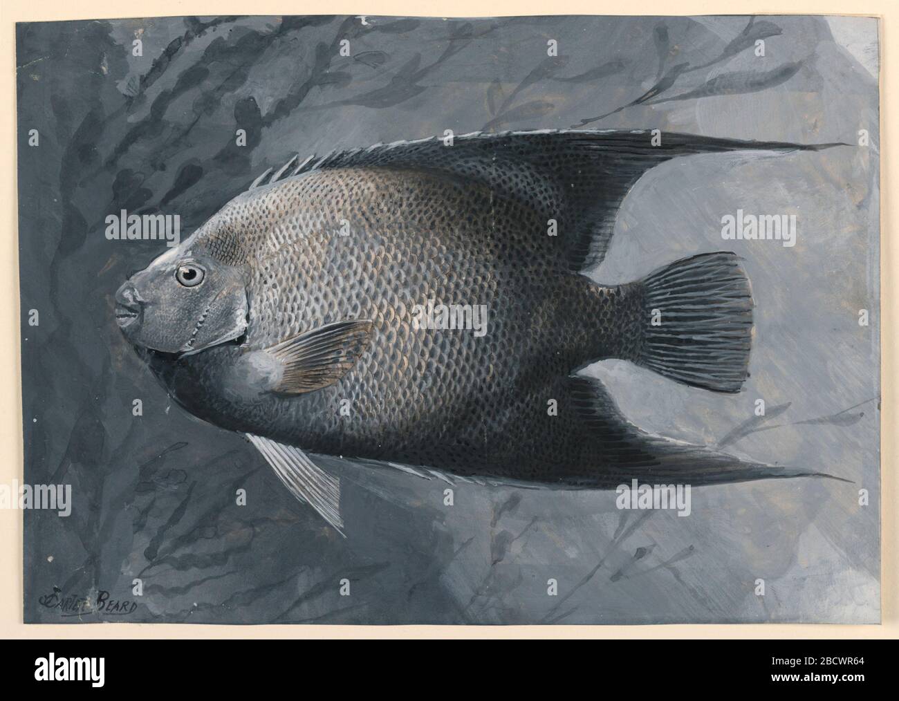 Angel Fish. Research in ProgressIllustration of an angel fish, facing ...