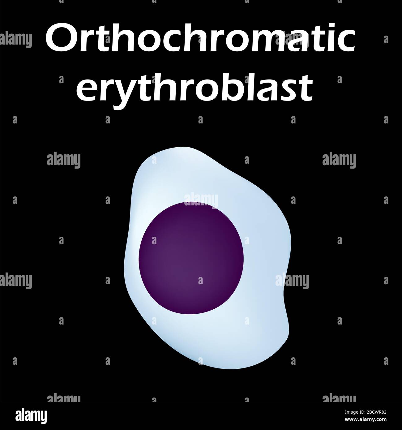 The structure of the erythrocyte. Erythrocyte blood cell. The structure ...