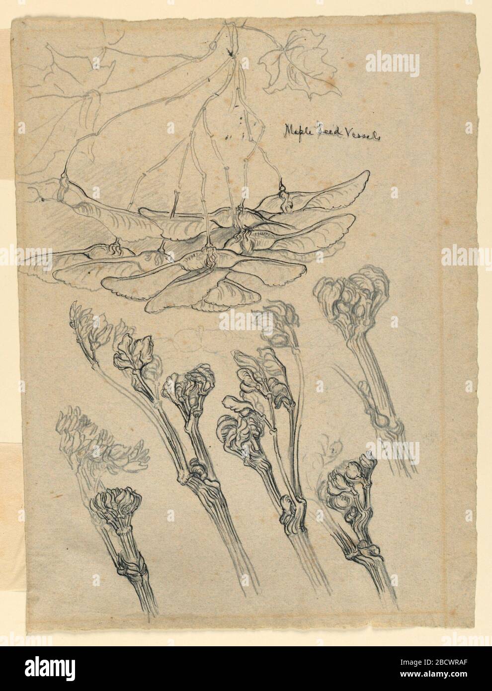 Maple Seed Vessels. Research in ProgressStudies of maple seed vessels ...