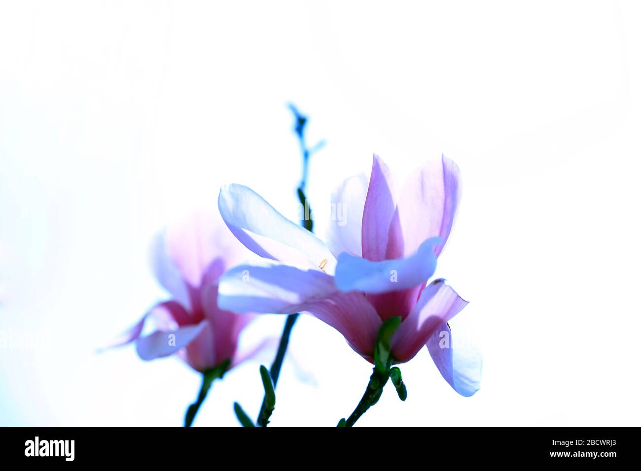 Magnolia flower open in spring, close-up Stock Photo - Alamy