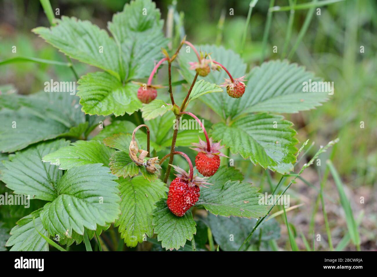 wild strawberry in a natural environment Stock Photo - Alamy