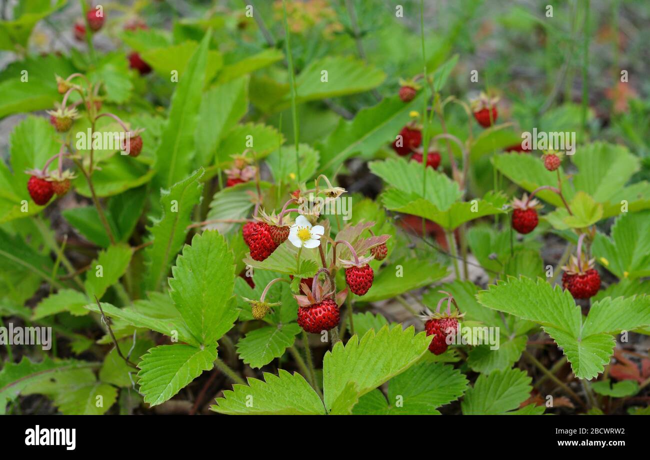 wild strawberry in a natural environment Stock Photo - Alamy
