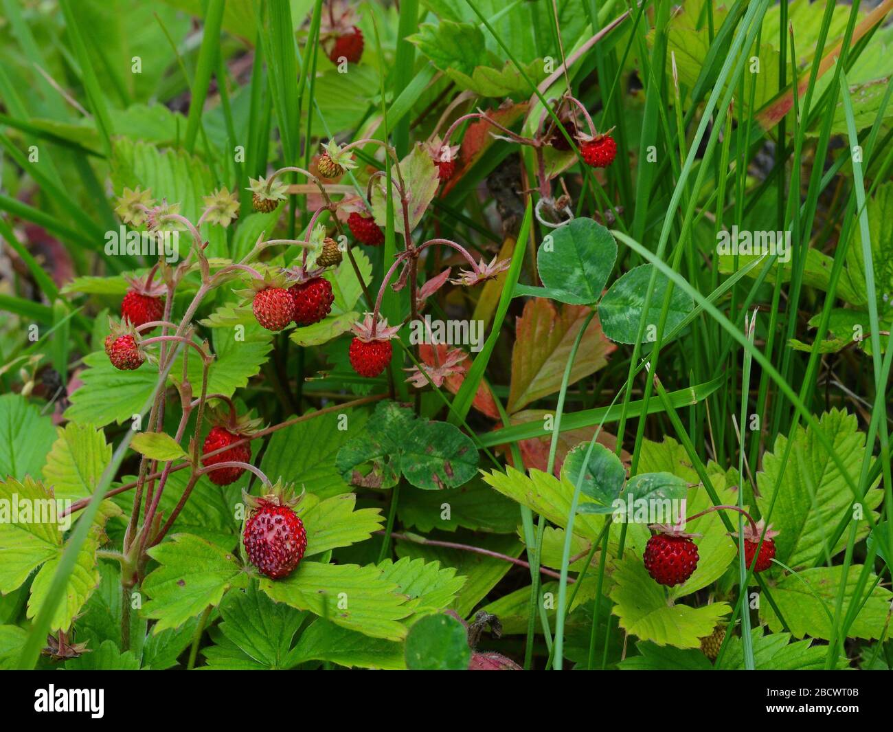 wild strawberry in a natural environment Stock Photo - Alamy