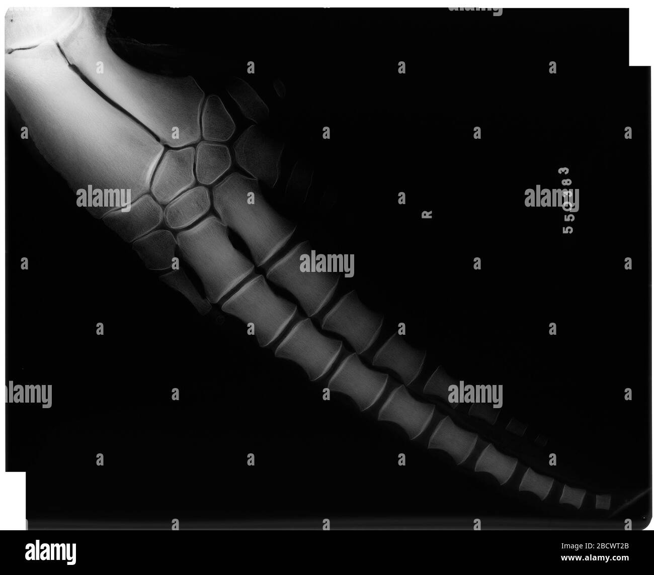 Dolphin vertebrae Black and White Stock Photos & Images - Alamy