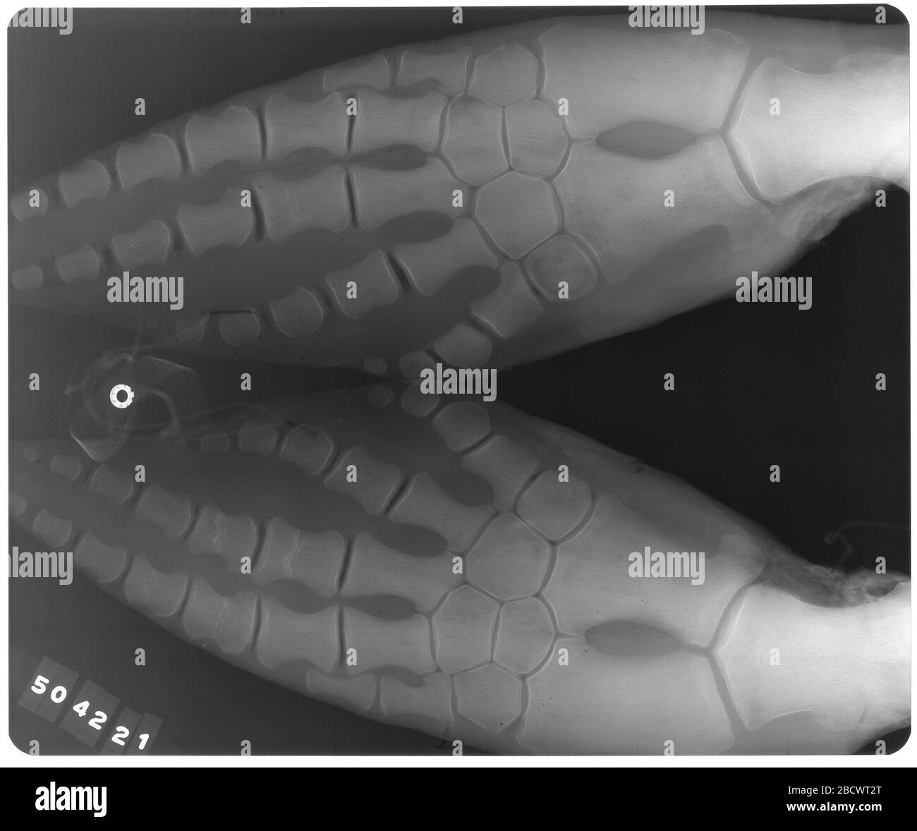 Deep dark sea life Cut Out Stock Images & Pictures - Alamy