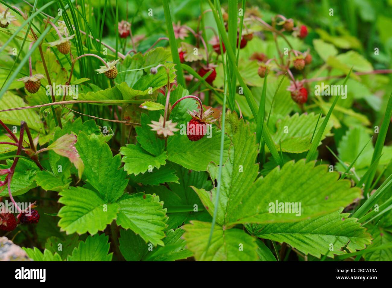 wild strawberry in a natural environment Stock Photo - Alamy