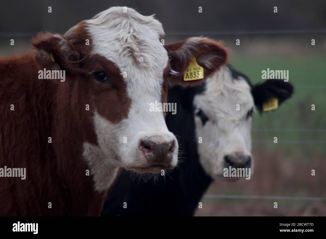A countryside with cows Stock Photo - Alamy