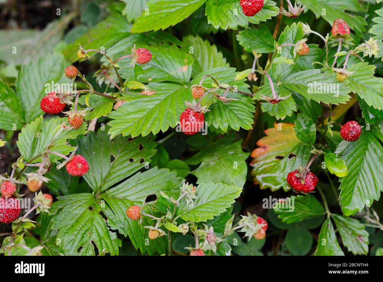 wild strawberry in a natural environment Stock Photo - Alamy