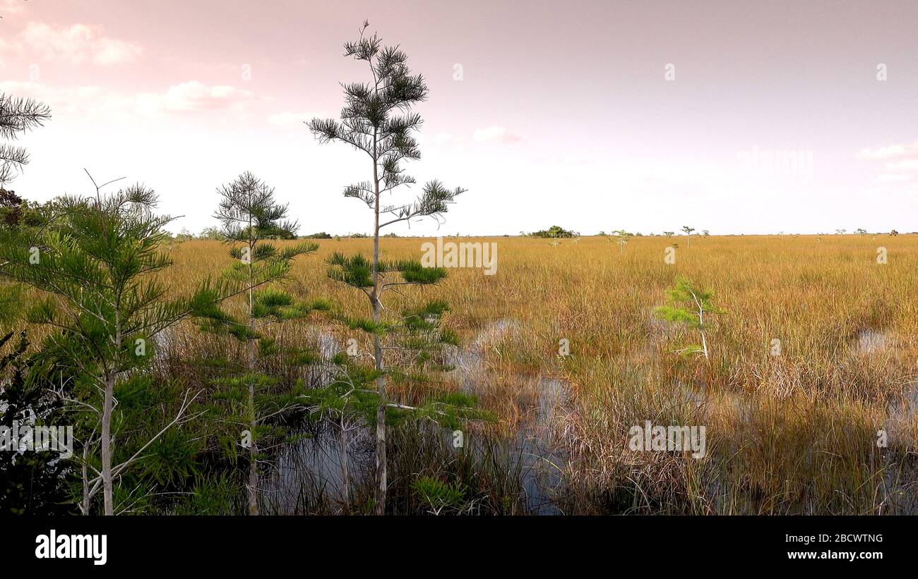 Amazing landscape in the Everglades of South USA Stock Photo - Alamy