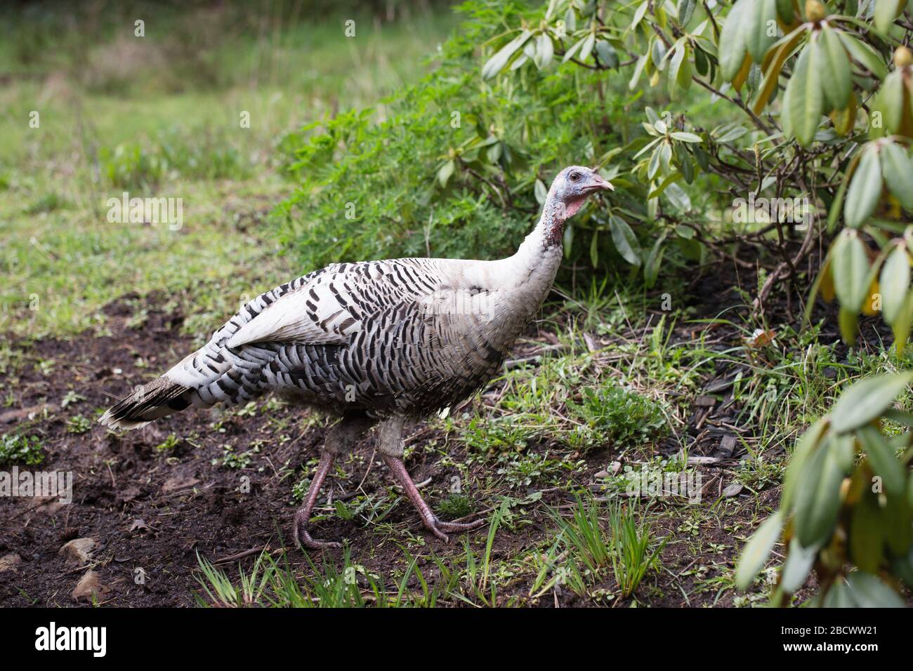 A rare smoke phase wild turkey in Eugene, Oregon, USA Stock Photo - Alamy