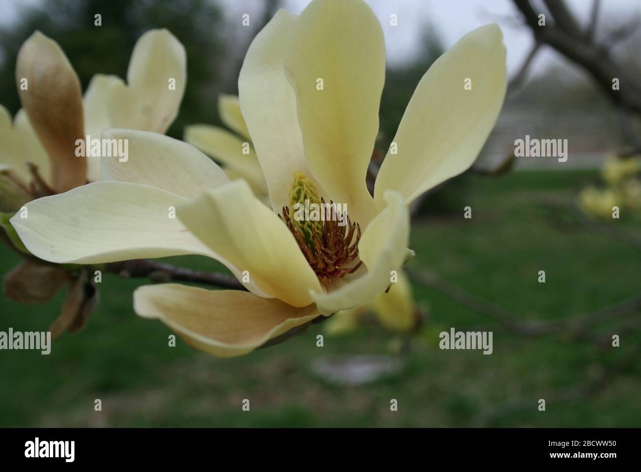 Butterfly Magnolia Tree High Resolution Stock Photography and Images ...
