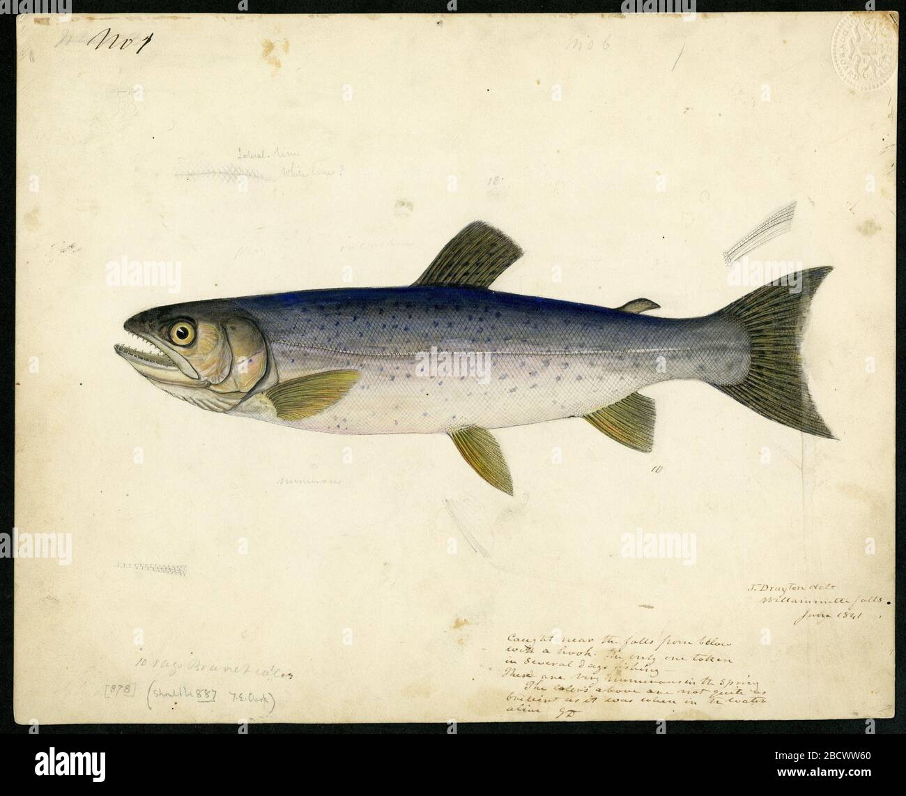 Color Drawing of Salmonidae. Color drawing of Salmonidae by Joseph ...