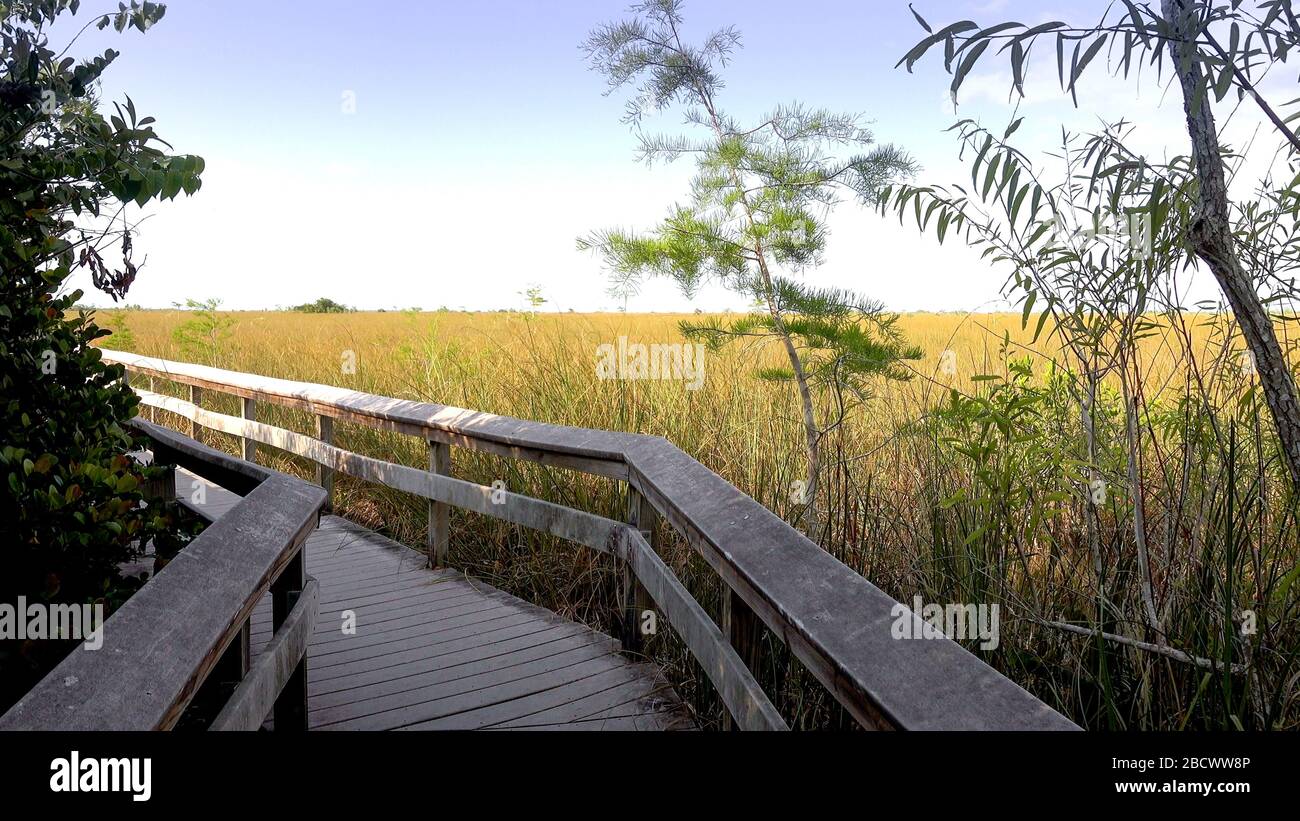 The beautiful nature of Everglades National Park Stock Photo - Alamy