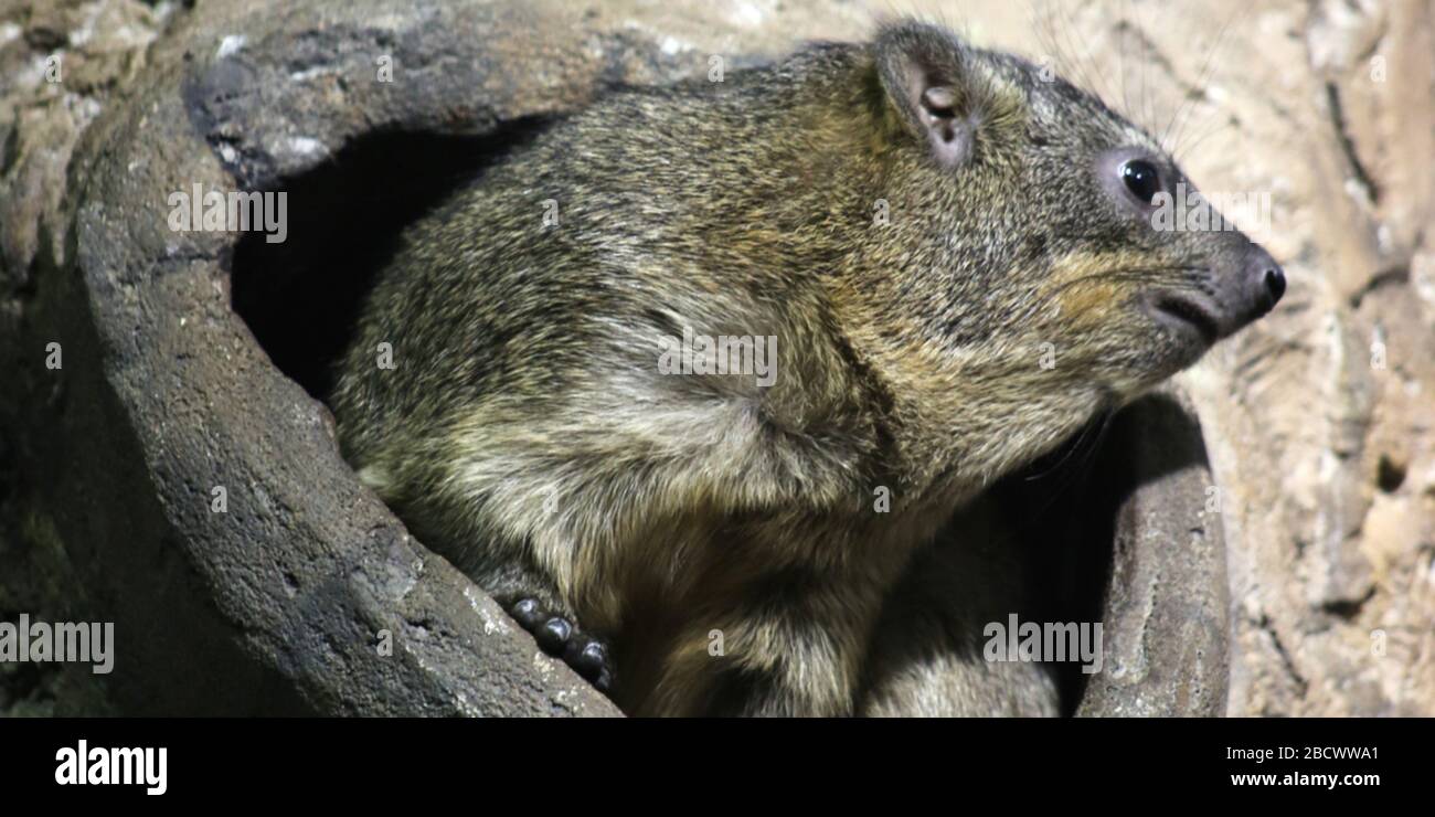 Rock Hyrax. Rock Hyrax,Species: capensis,Genus: Procavia,Family ...