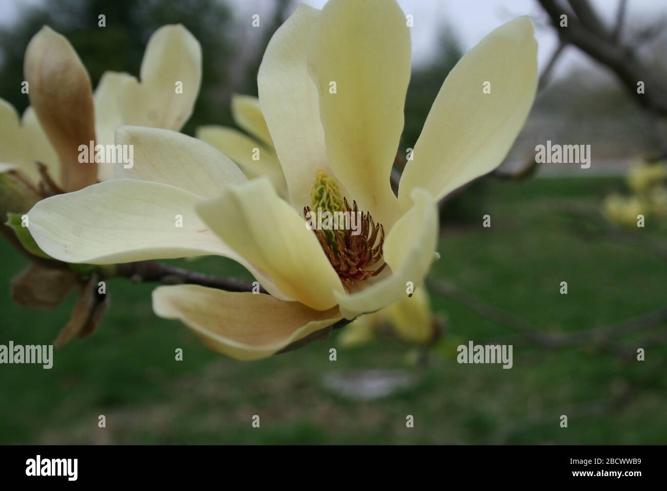 Butterfly magnolia tree hi-res stock photography and images - Alamy