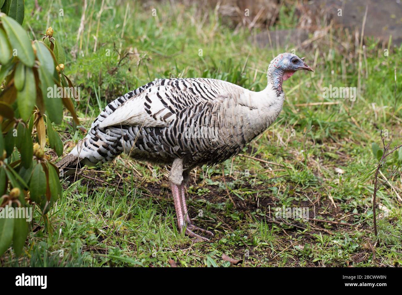 White phase turkey hi-res stock photography and images - Alamy