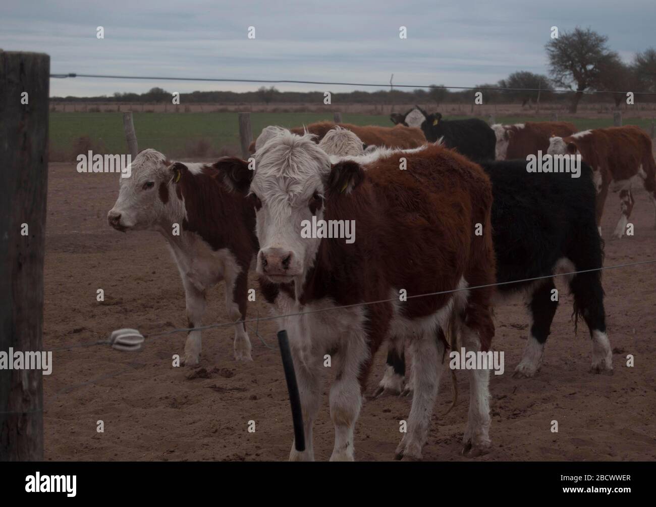 A countryside with cows Stock Photo - Alamy