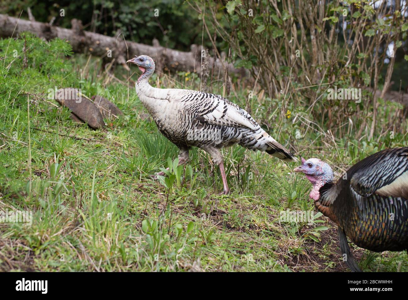 A rare smoke phase wild turkey in Eugene, Oregon, USA Stock Photo - Alamy