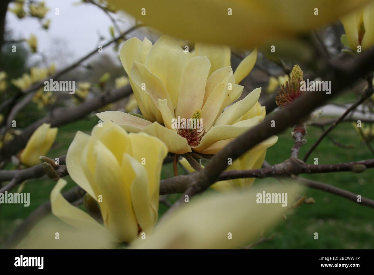 Butterfly Magnolia Tree in Forest Park Stock Photo - Alamy