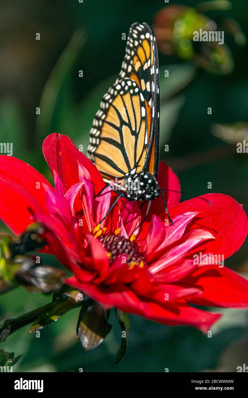 A portrait view of a female Monarch butterfly (Danaus plexippus ...