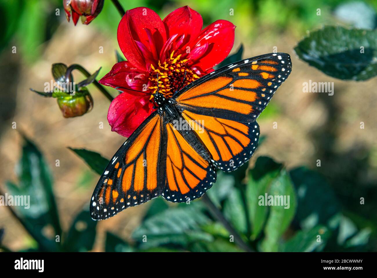 Female monarch hi-res stock photography and images - Alamy