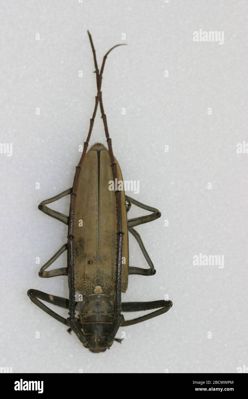 Strandi hi-res stock photography and images - Alamy