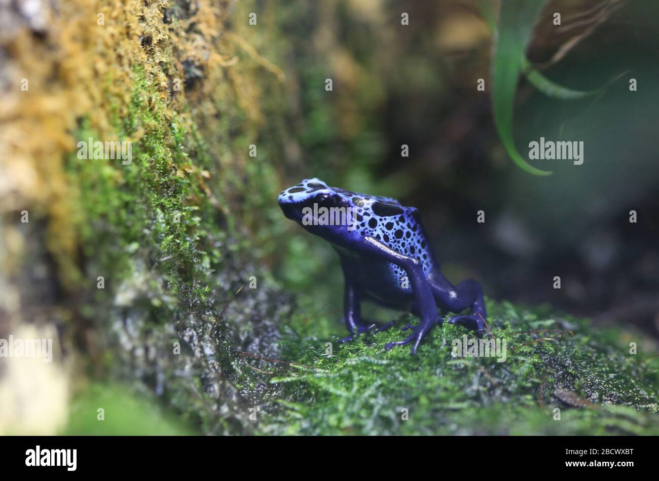 Blue Poison Frog. Species: azureus,Genus: Dendrobates,Family ...