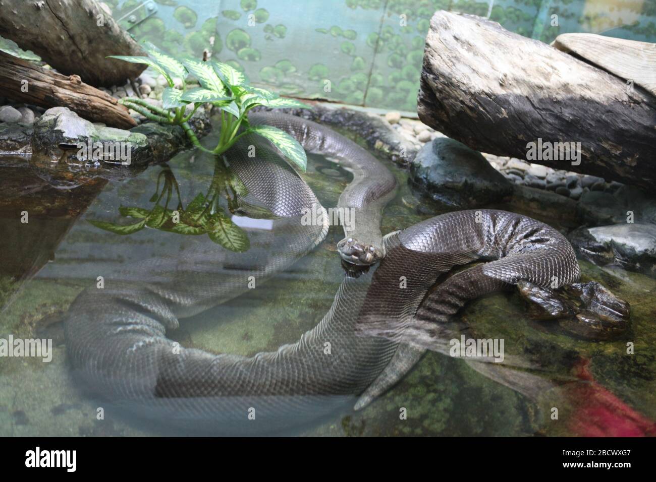 Green Anaconda. Species: murinus,Genus: Eunectes,Family: Boidae,Order ...