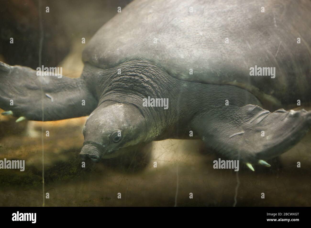Fly River Turtle. Species: insculpta,Genus: Carettochelys,Family ...